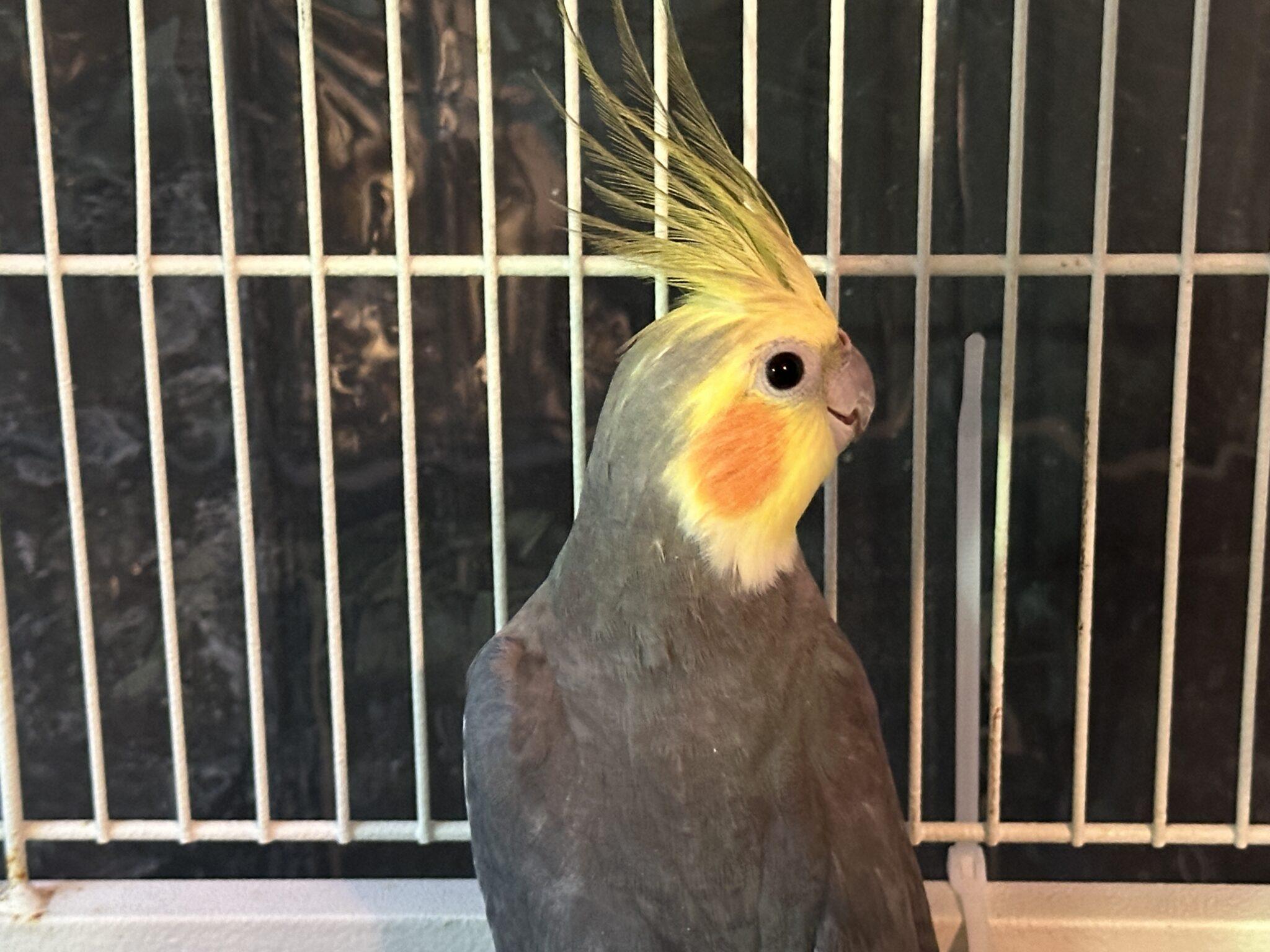 Meet the Birds - BEARS Etc.